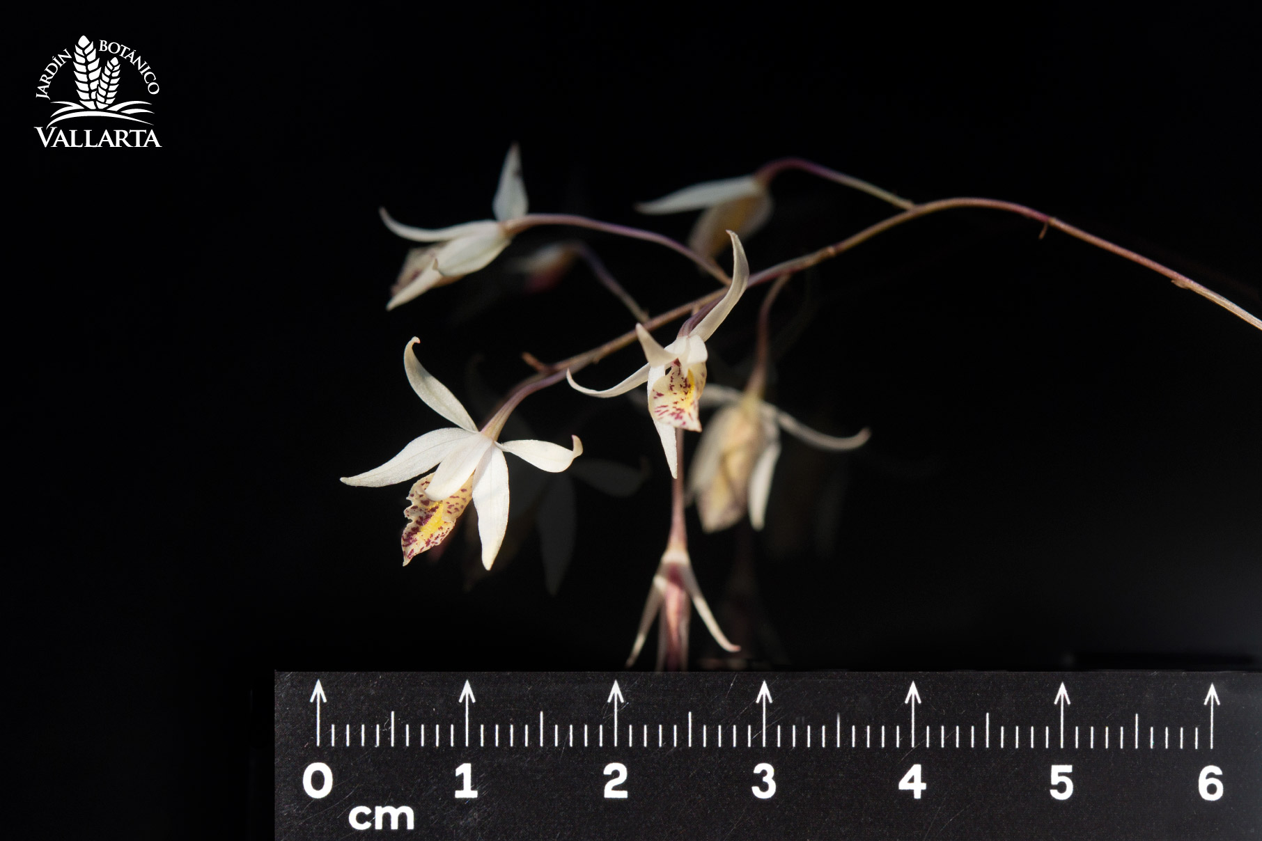 Mexican Orchid of the Month – Vallarta Botanical Garden